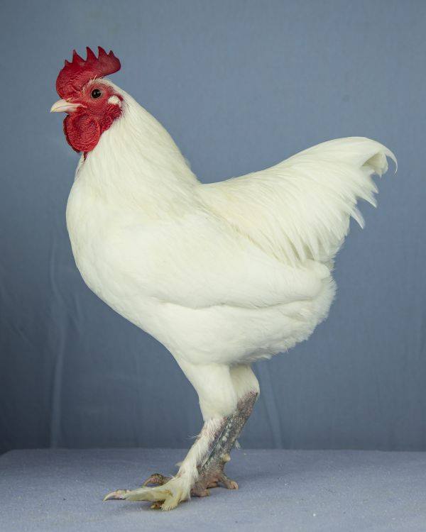 White Cockerel | Poultry Stud Breeders & Exhibitors : Poultry Stud ...