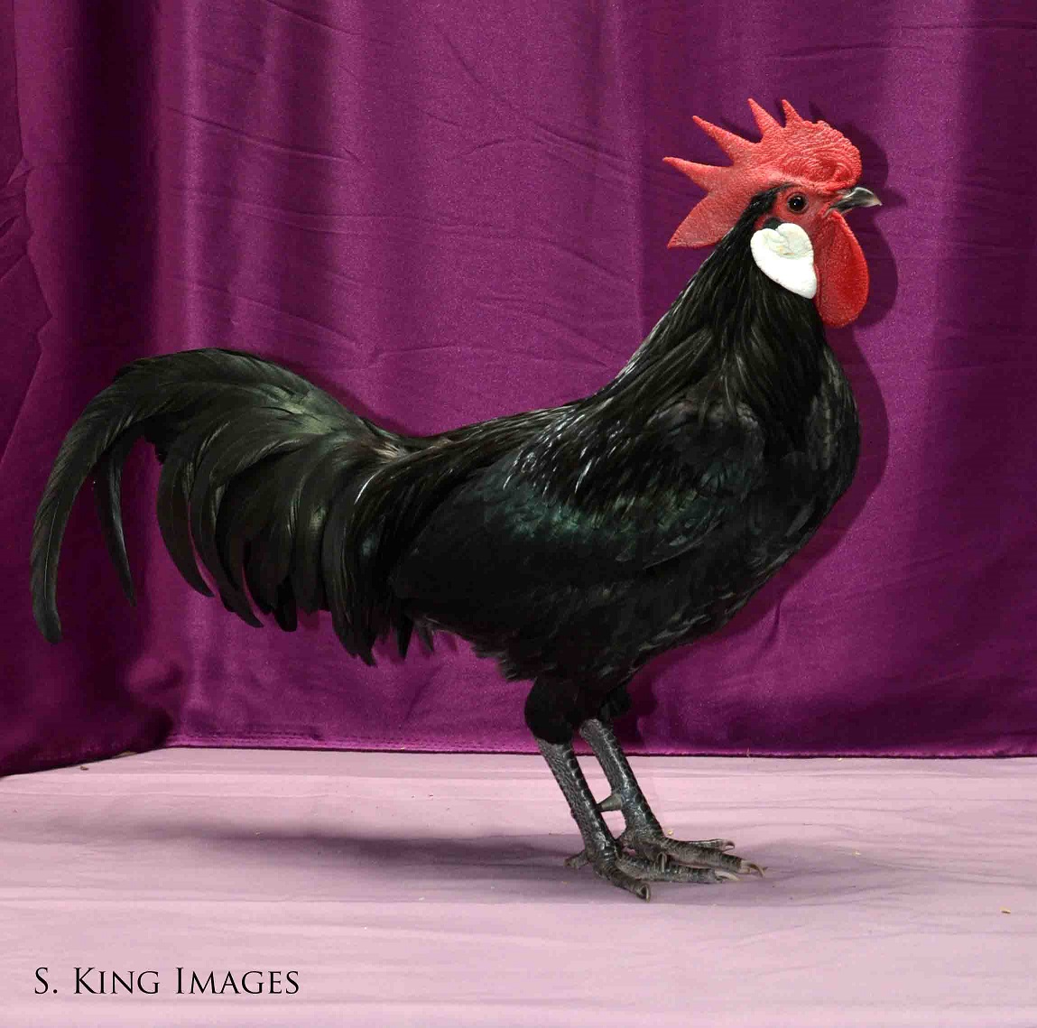 bis | Poultry Stud Breeders & Exhibitors : Poultry Stud Breeders ...