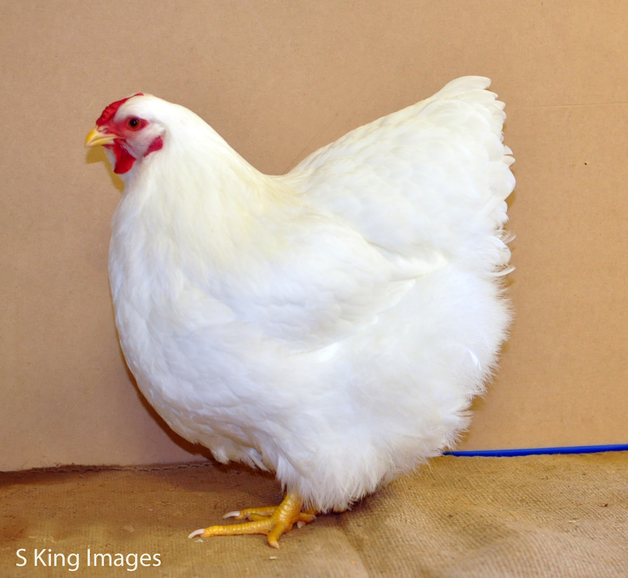 graham pearce large wyandotte | Poultry Stud Breeders & Exhibitors ...