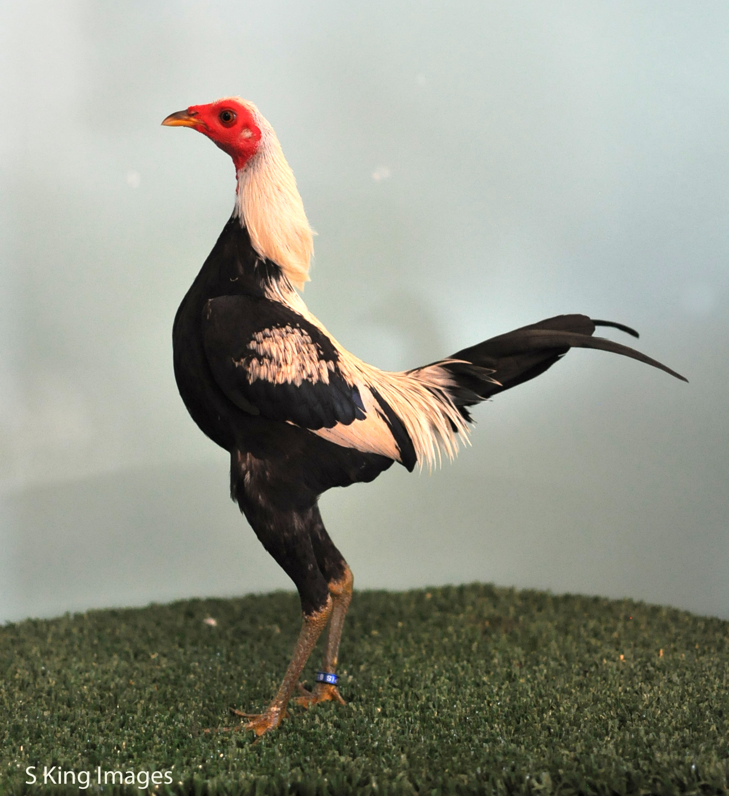ian Simpsons silver duckwing bantam - Poultry Stud Breeders & Exhibitors