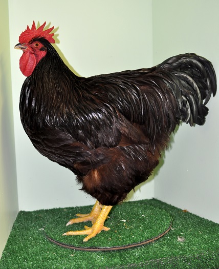 rir | Poultry Stud Breeders & Exhibitors : Poultry Stud Breeders ...
