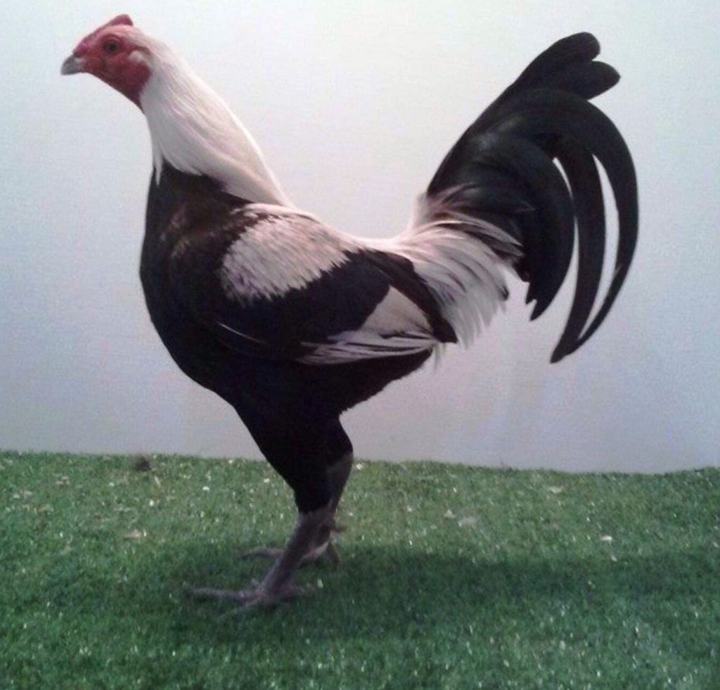 silver duckwing | Poultry Stud Breeders & Exhibitors : Poultry Stud ...