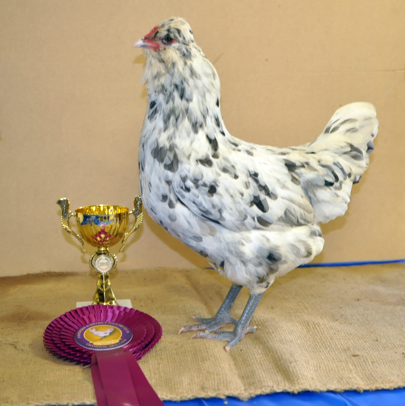 unknown (3) | Poultry Stud Breeders & Exhibitors : Poultry Stud ...