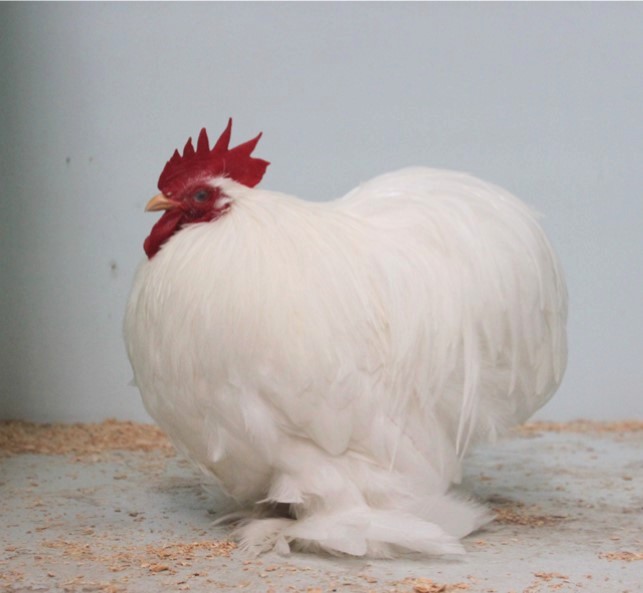 Pekin | Poultry Stud Breeders & Exhibitors : Poultry Stud Breeders ...